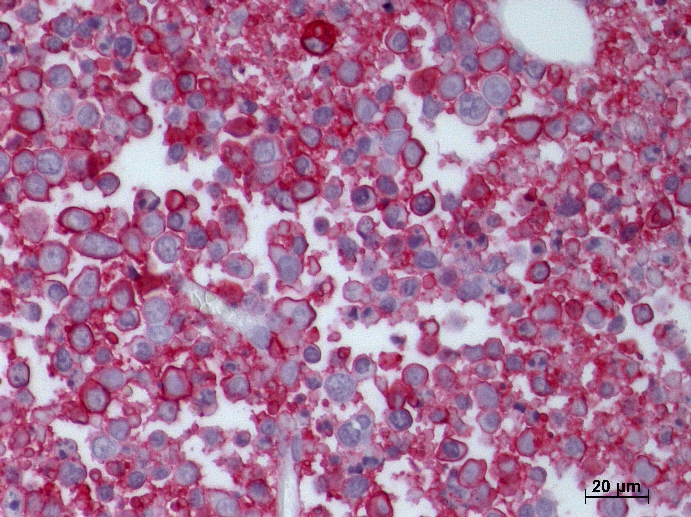 Histopathology services | EPO Berlin Buch GmbH